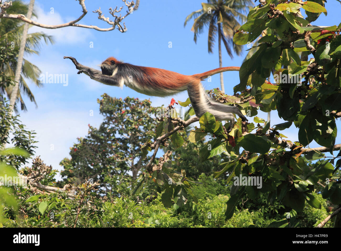Zanzibar-stump monkey, tree, jump Stock Photo - Alamy