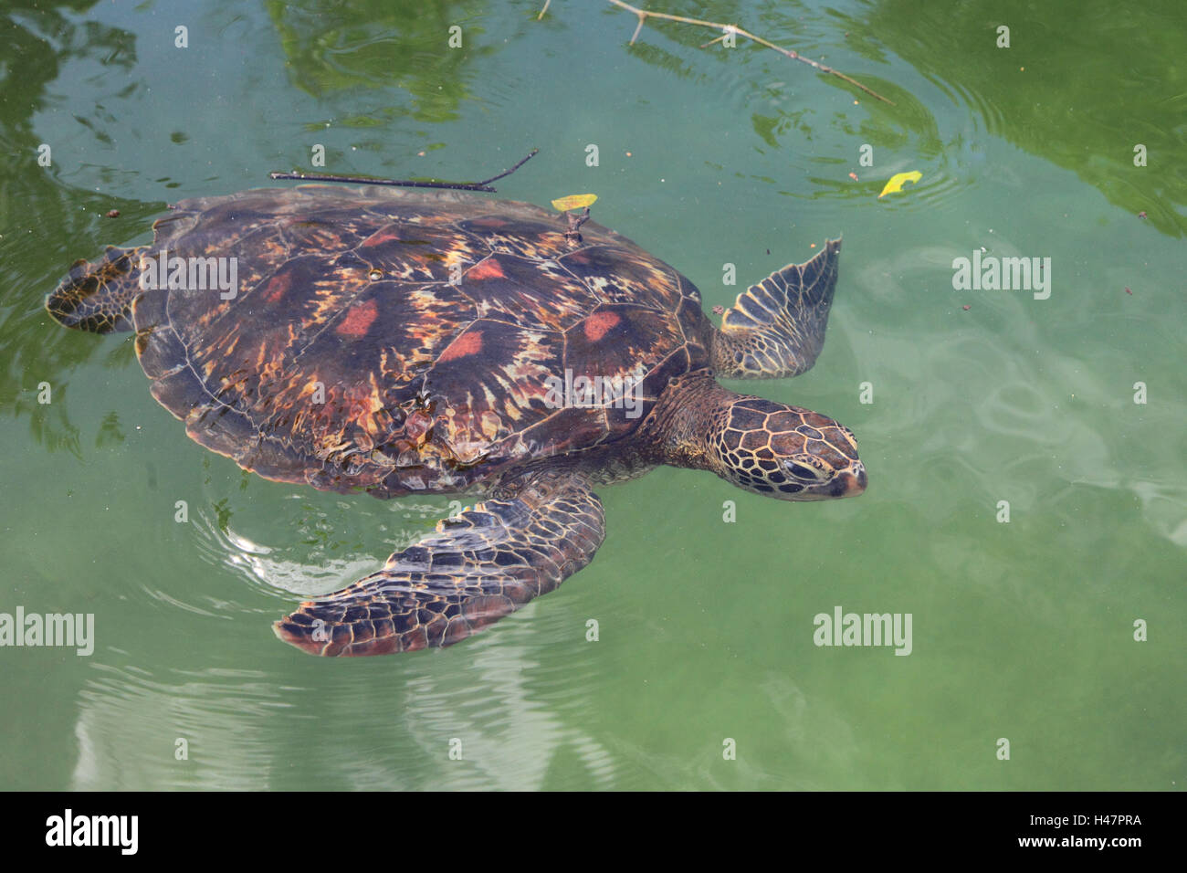 Green reptiles hi-res stock photography and images - Alamy