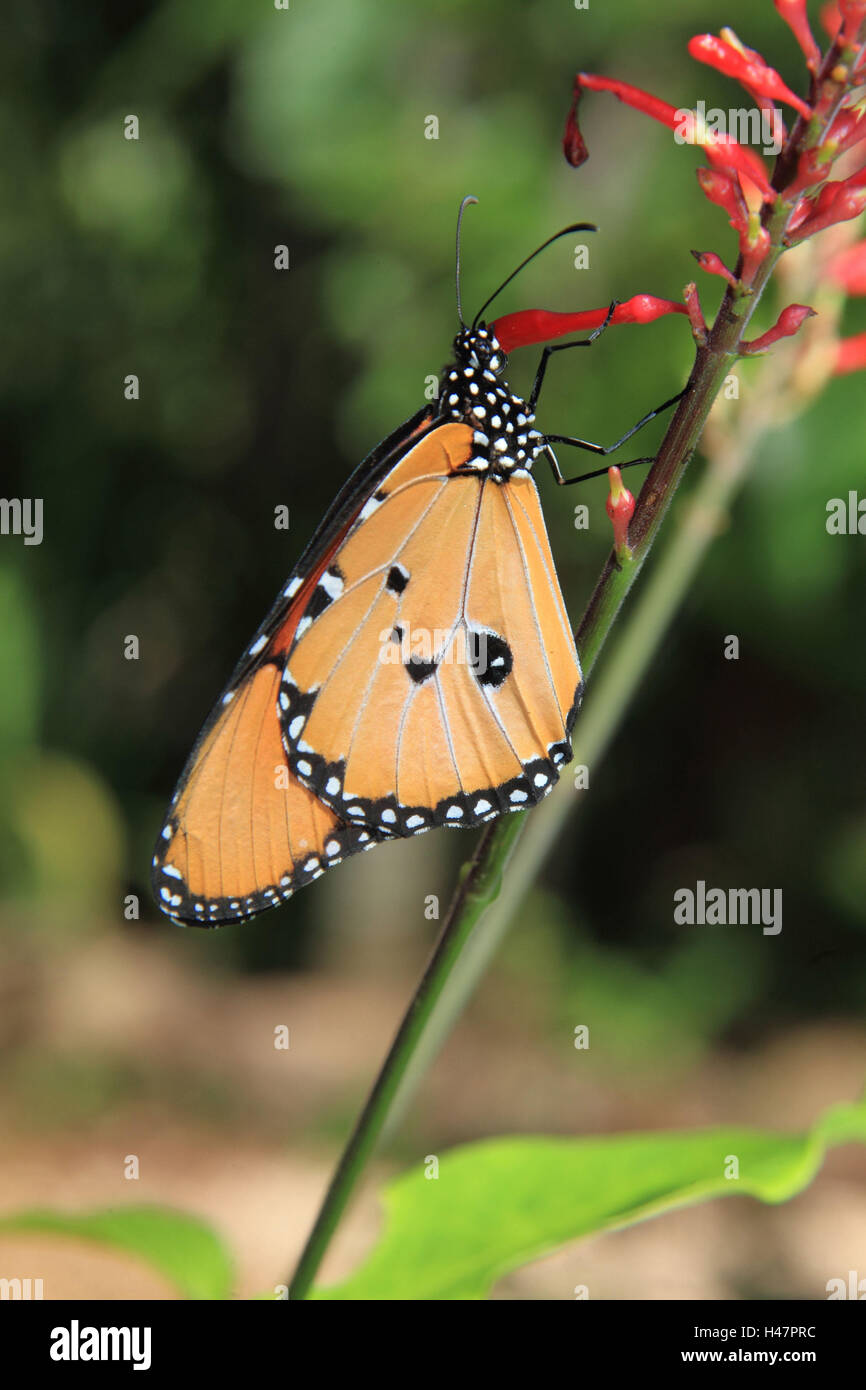 African butterfly hi-res stock photography and images - Alamy