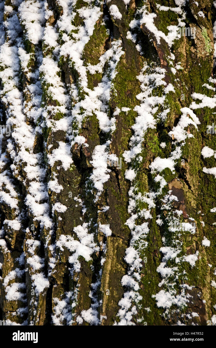 Tree, tree bark, snow, detail, winter, structure, bark, snow leftovers ...