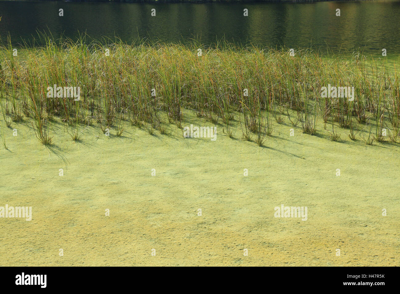 Lakeside, water plants, lake, lakeside, water, waters, level, sea floor ...