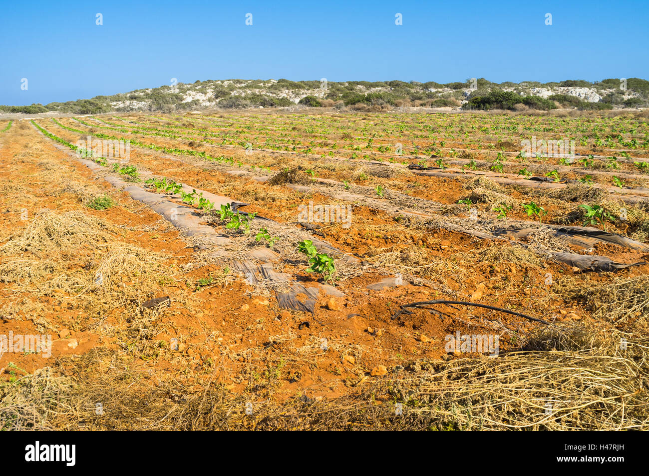 The farm lands with the young plants and irrigation system, Cape Greco ...