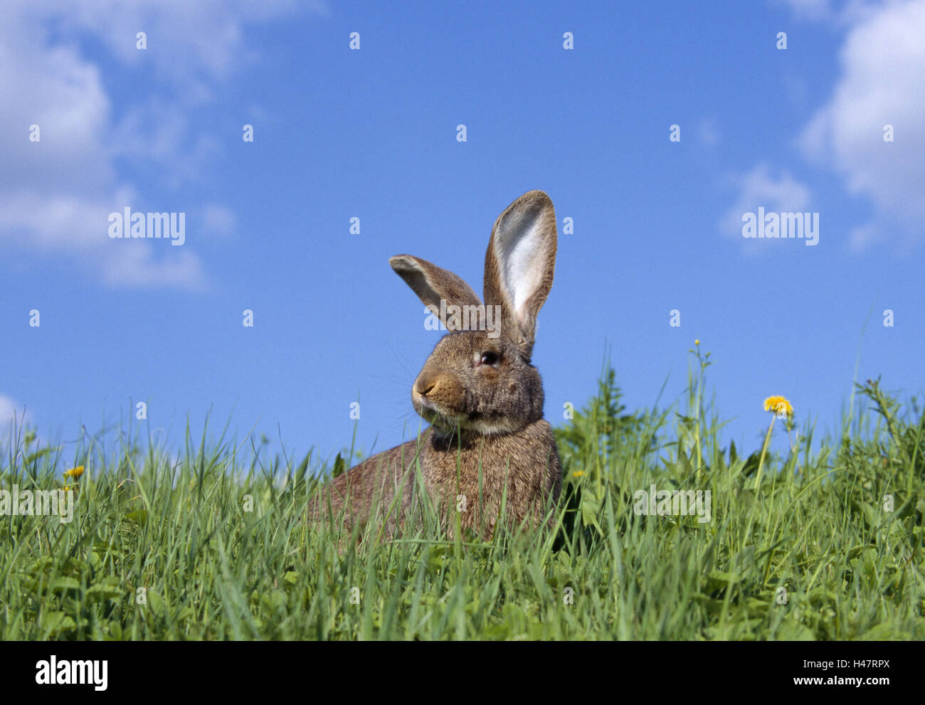 rabbit, meadow, watchful, heaven Stock Photo - Alamy