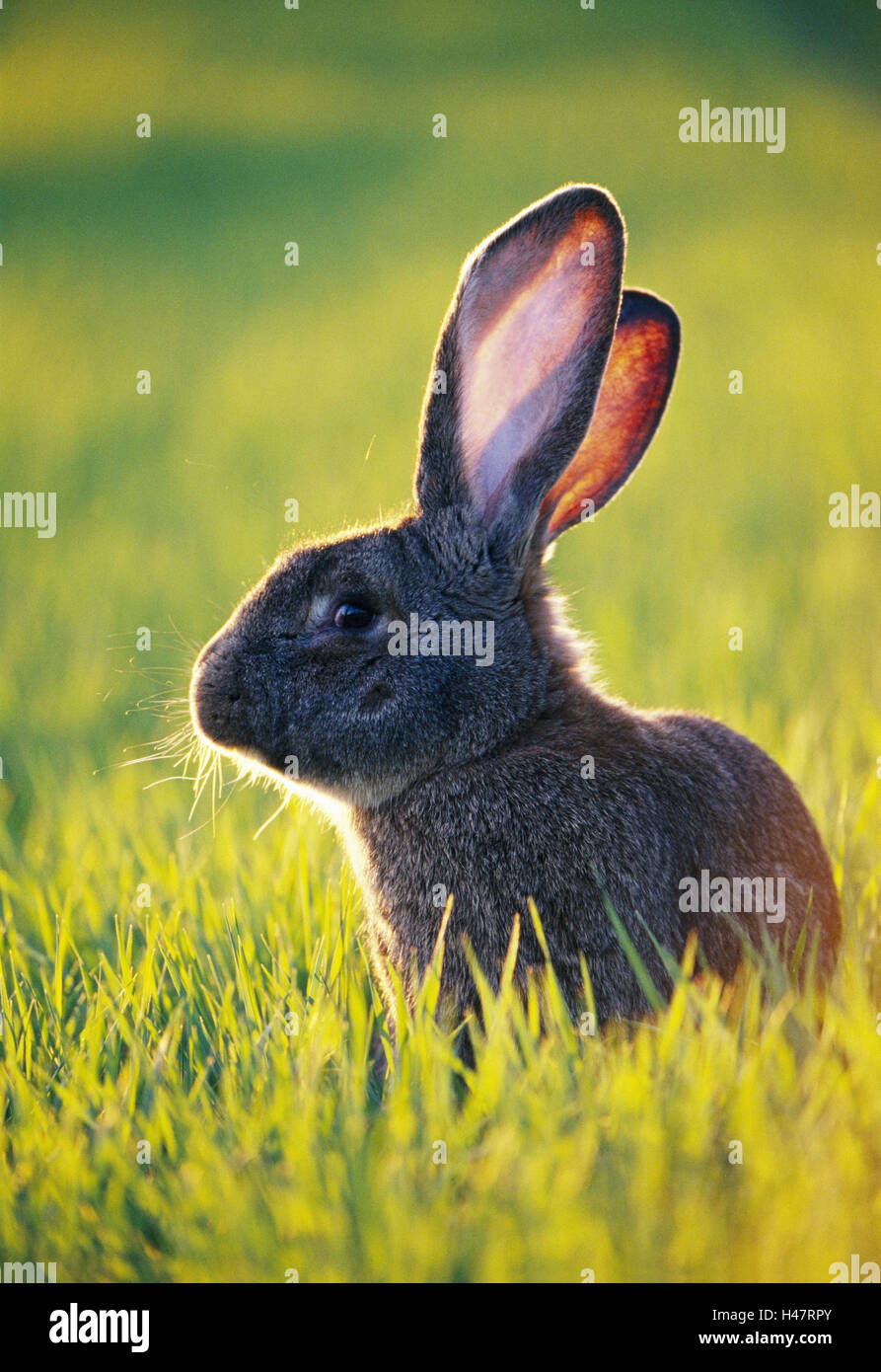 rabbit, meadow, watchful Stock Photo - Alamy