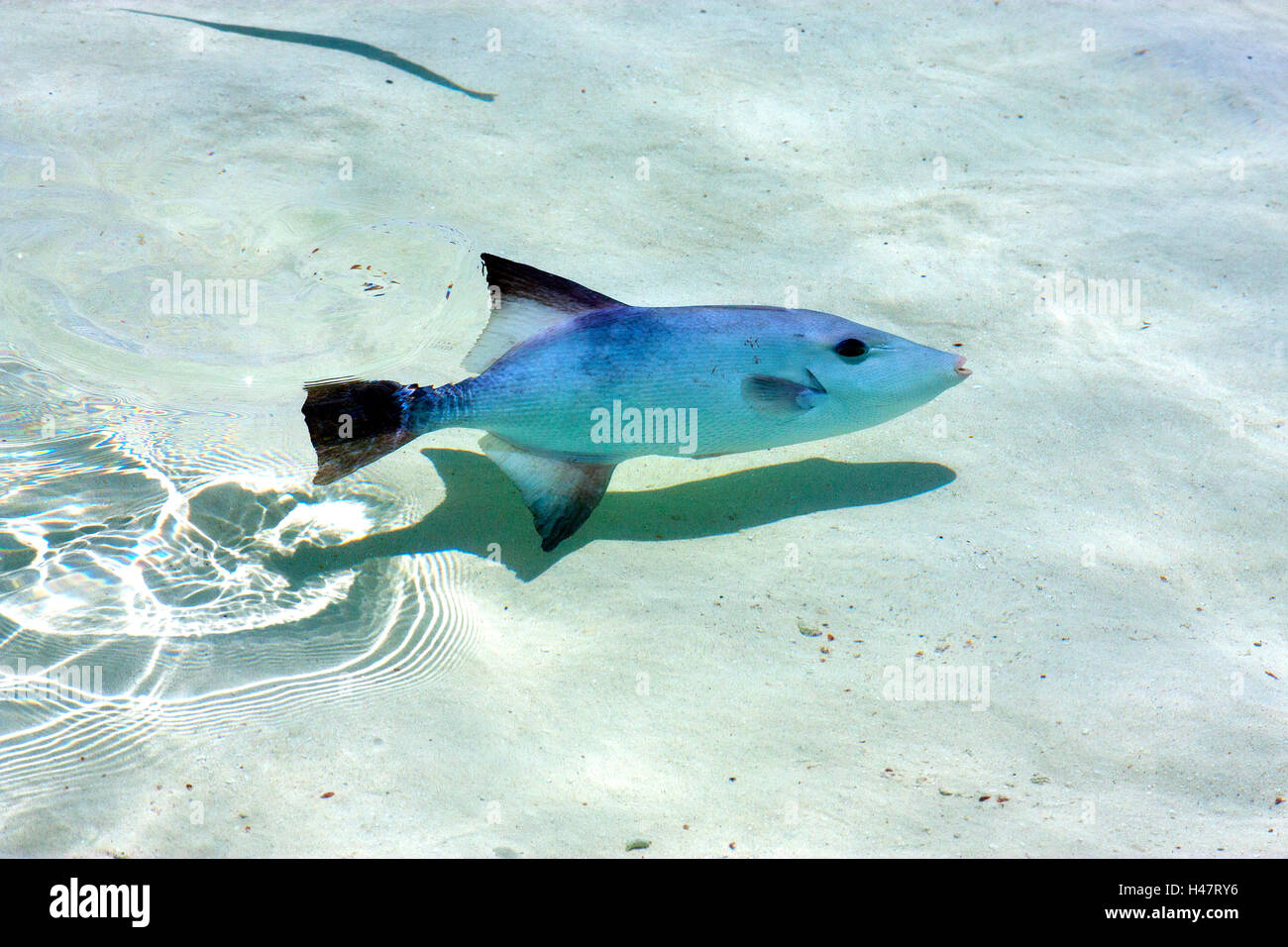 little fish isla contoy in mexico froath and foam the sea drop sunny ...