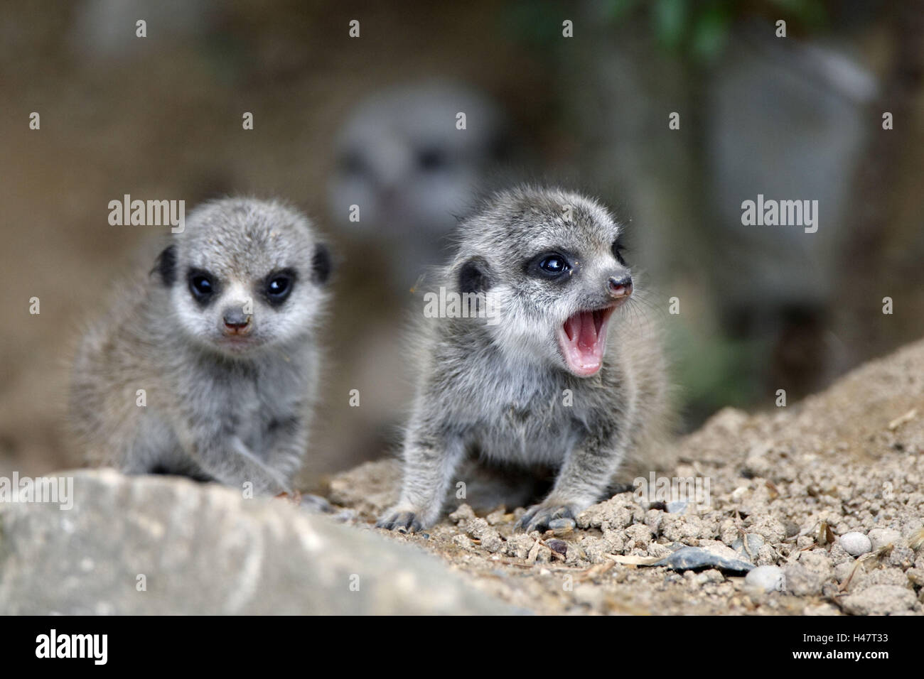 suricate, Suricata suricatta, young Stock Photo - Alamy