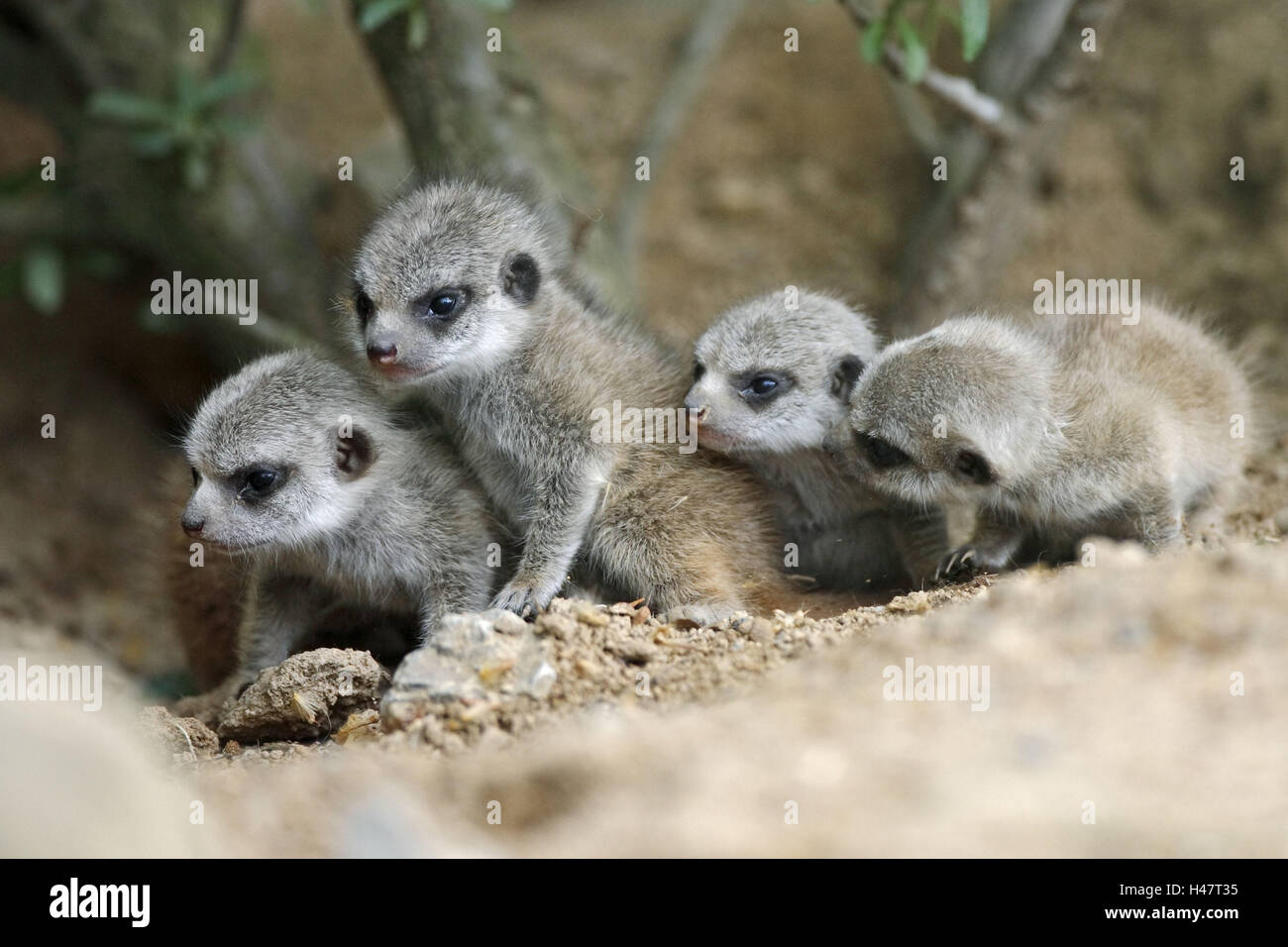suricate, Suricata suricatta, young Stock Photo - Alamy