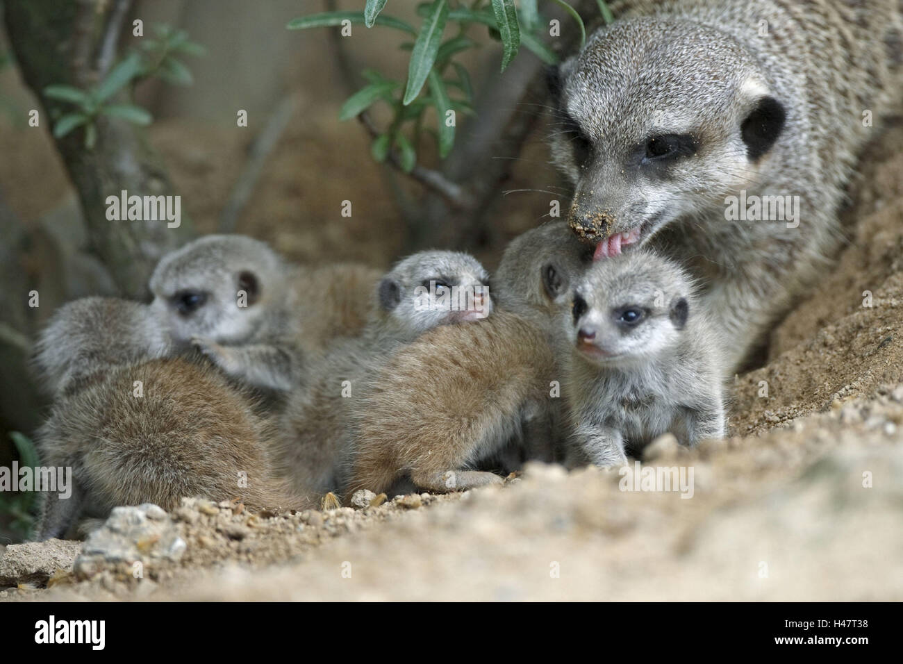 suricate, Suricata suricatta, dam, young Stock Photo - Alamy