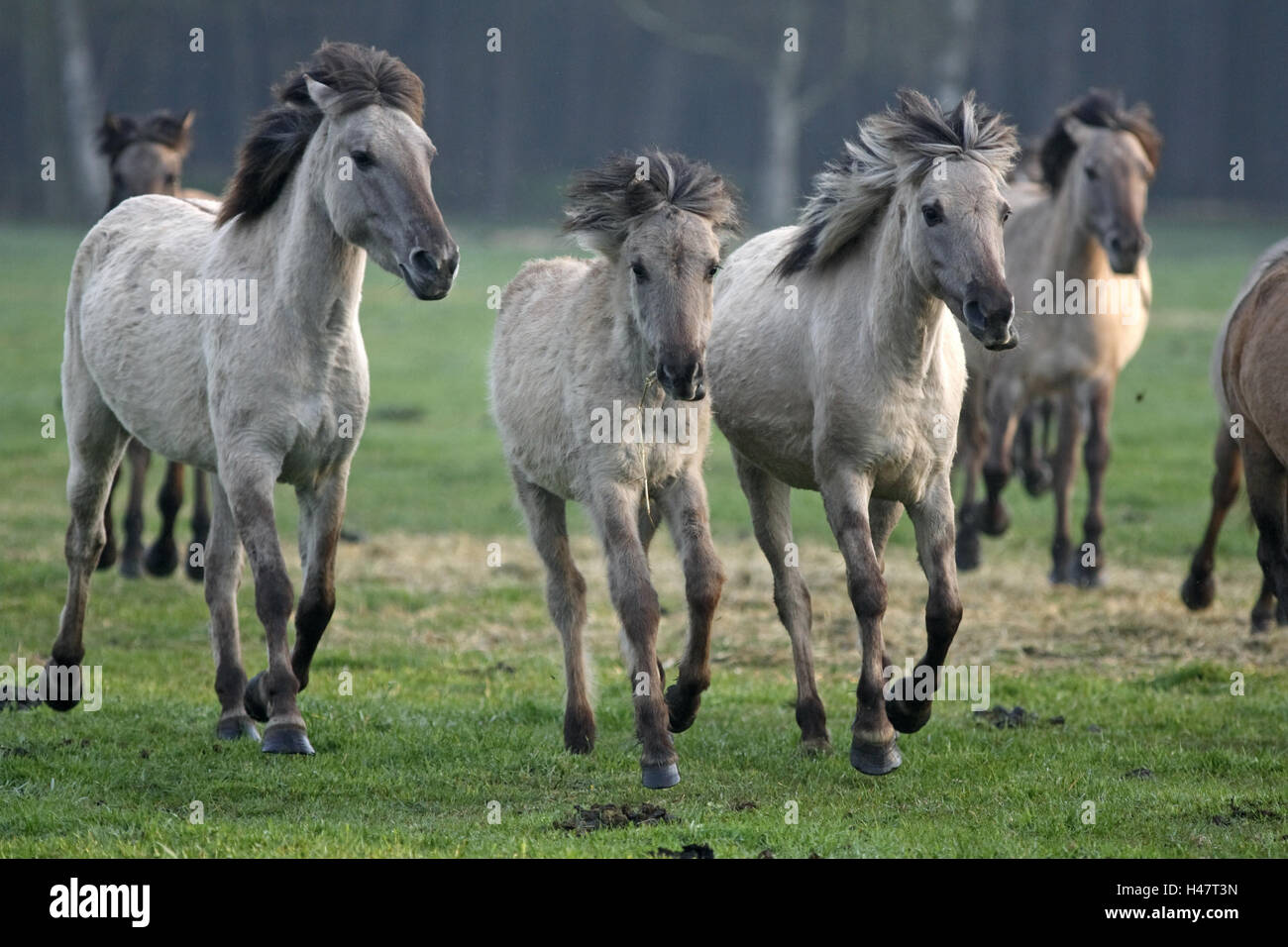 Dulmen Pony, foals Stock Photo - Alamy
