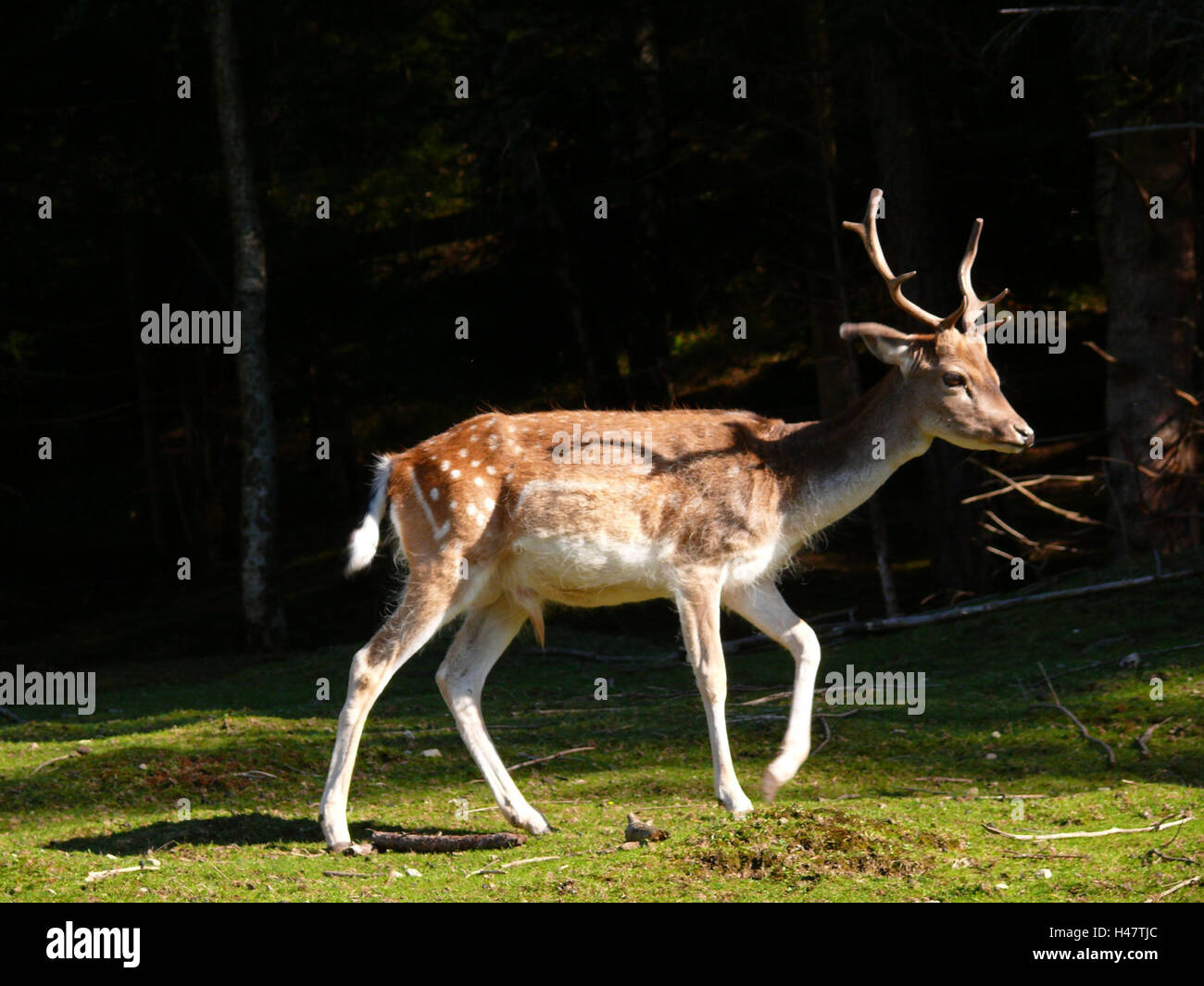 Edge the forest, Damwild, deer, Dama dama, side view, animal world ...