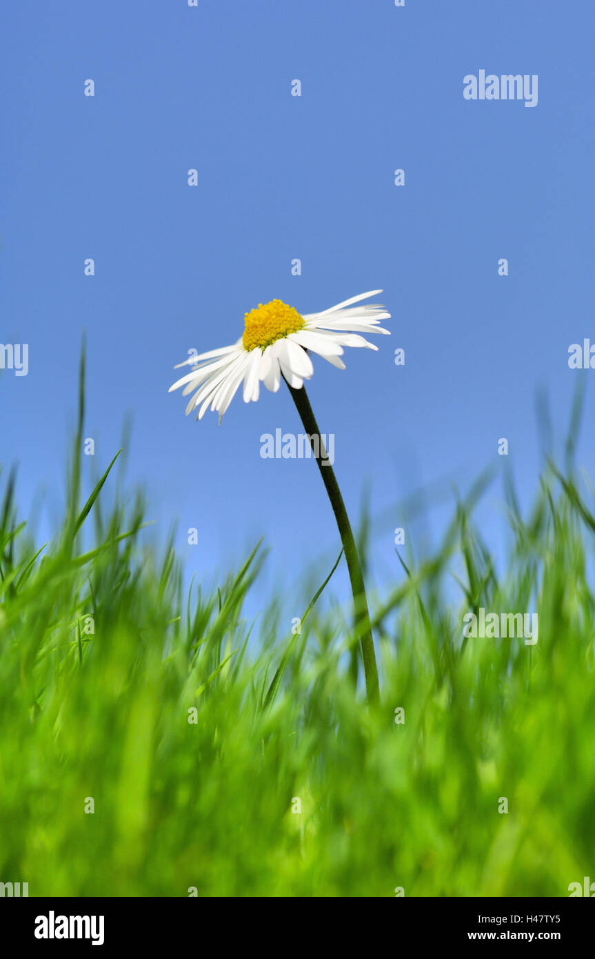 daisies, close-up, Bellis perennis, heaven, blue, meadow Stock Photo ...