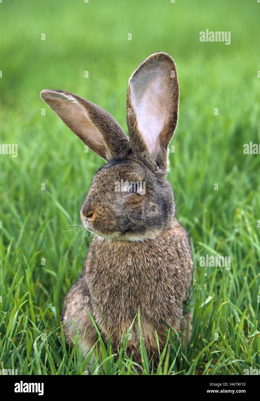 rabbit, meadow, watchful Stock Photo - Alamy