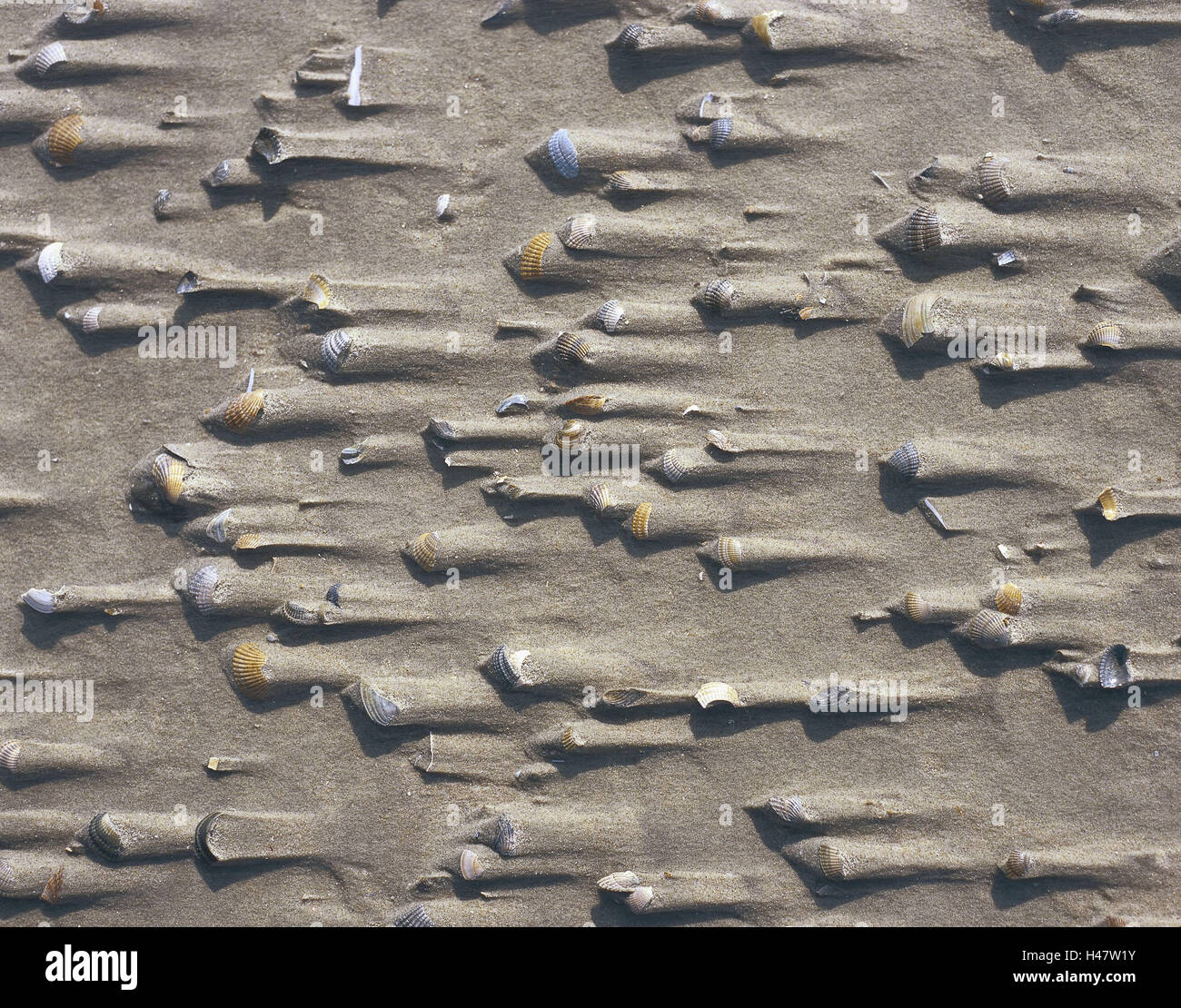 Beach, mussels, sandy beach, Sand, sea mussels, shells, wind ...