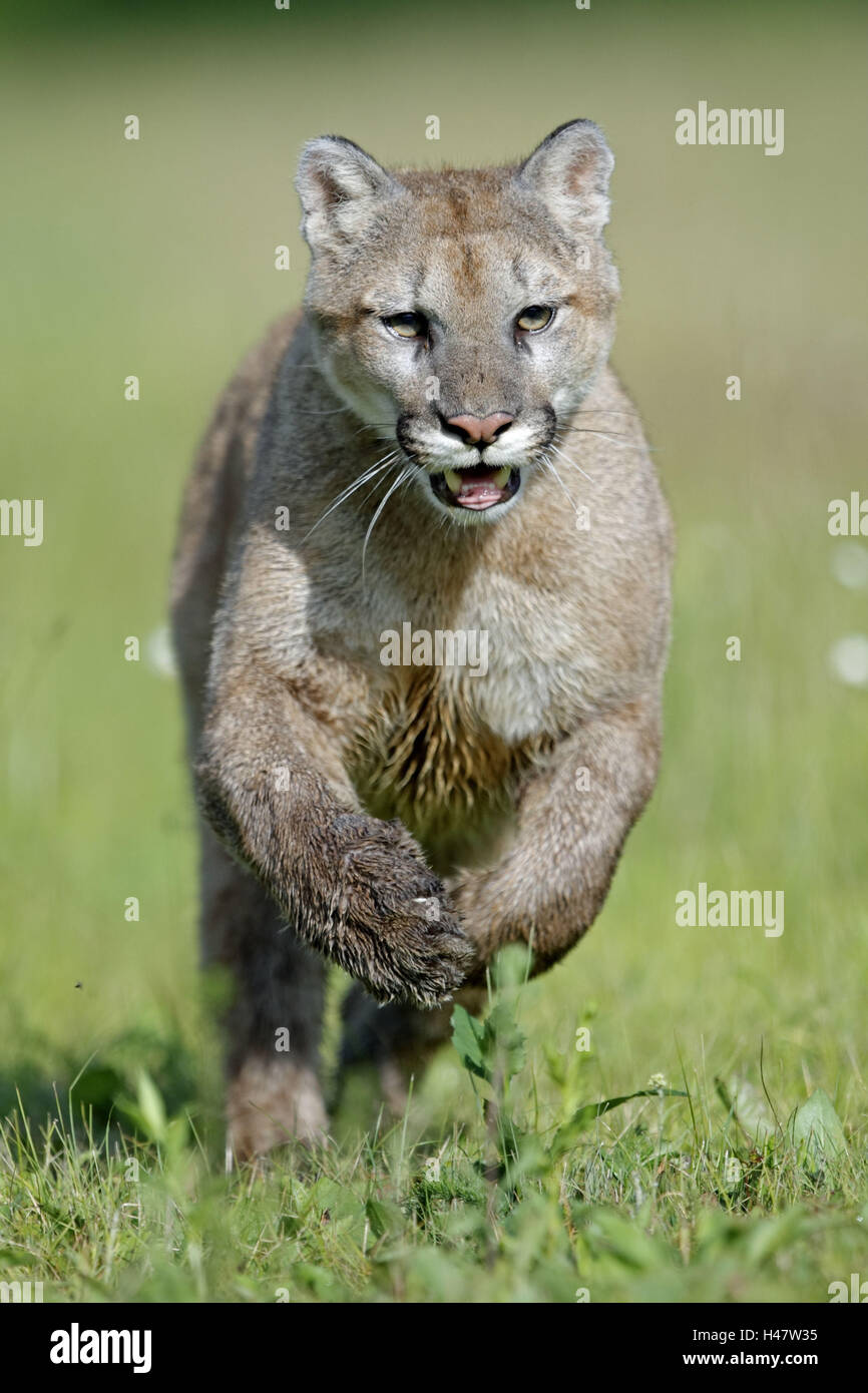Puma, Felis concolor, meadow, run, Minnesota, the USA Stock Photo - Alamy