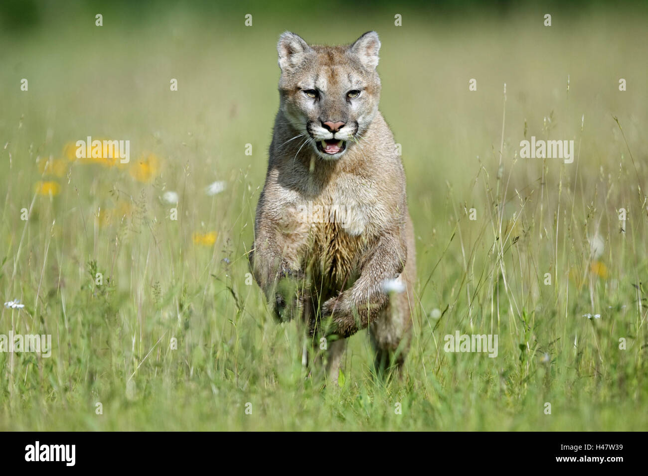 Puma, Felis concolor, meadow, run, Minnesota, the USA Stock Photo - Alamy