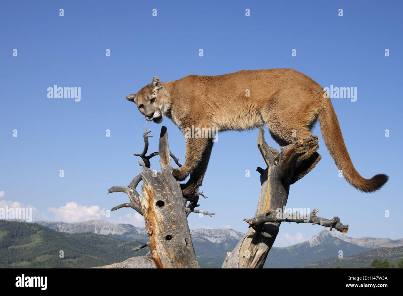 Puma, Felis concolor, tree, Minnesota, USA Stock Photo - Alamy