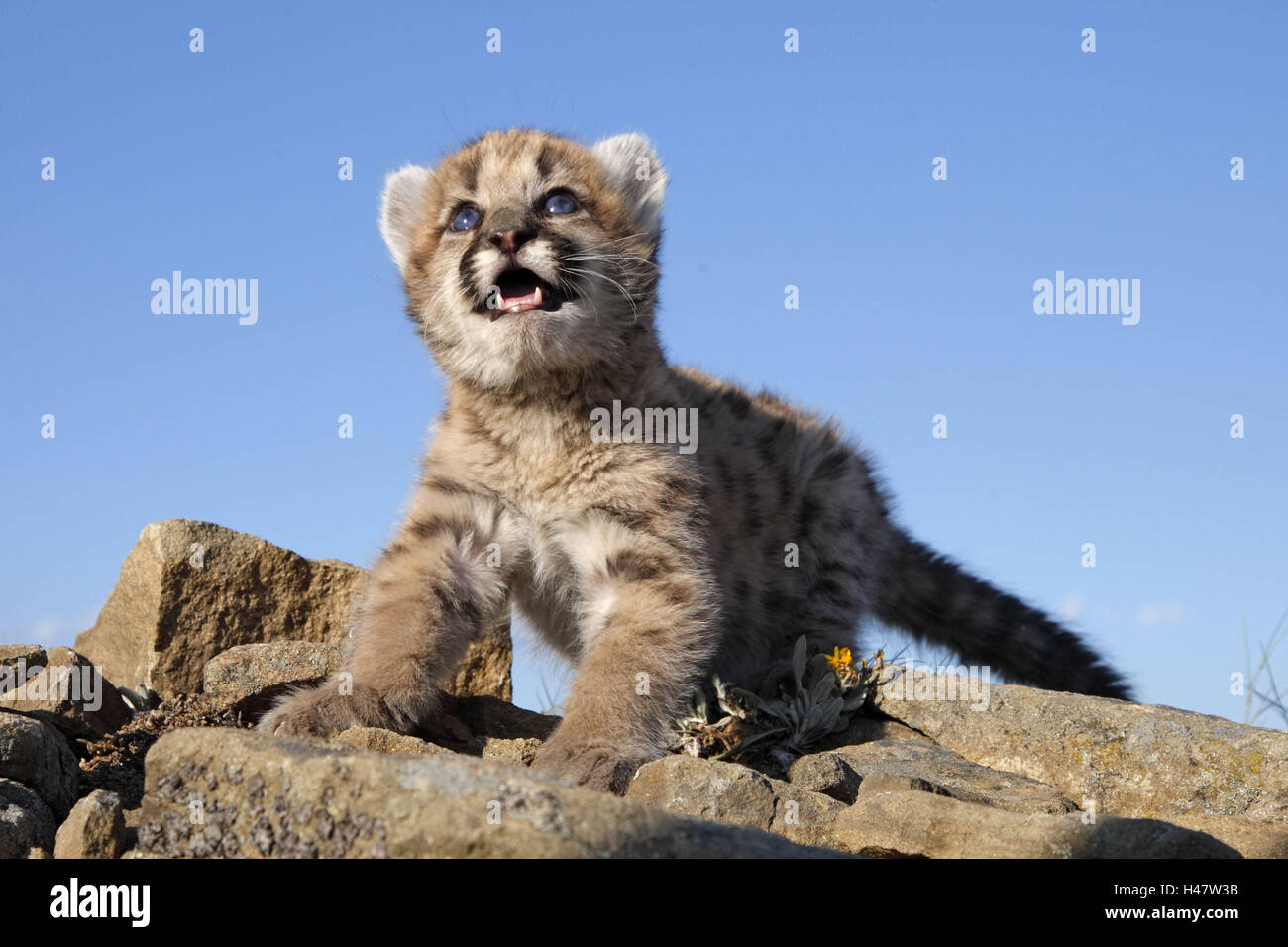 Puma, Felis concolor, young animal, Minnesota, the USA Stock Photo - Alamy