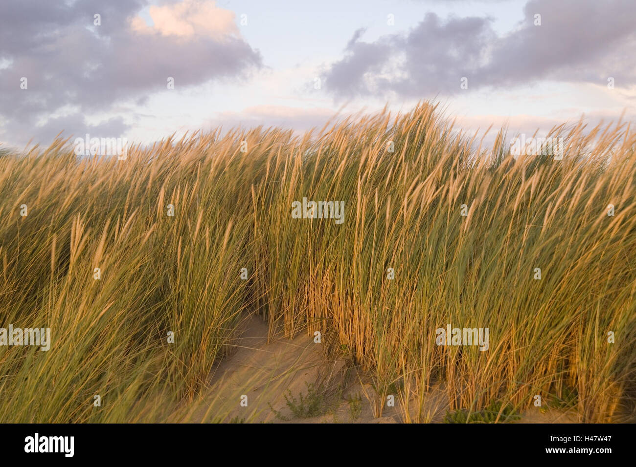 North Sea coast, Sand dune, beach oat Stock Photo - Alamy