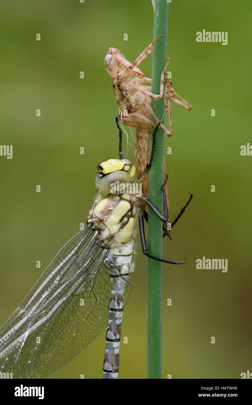 Dragonfly, mosaic spinster, stalk, larva sleeve Stock Photo - Alamy