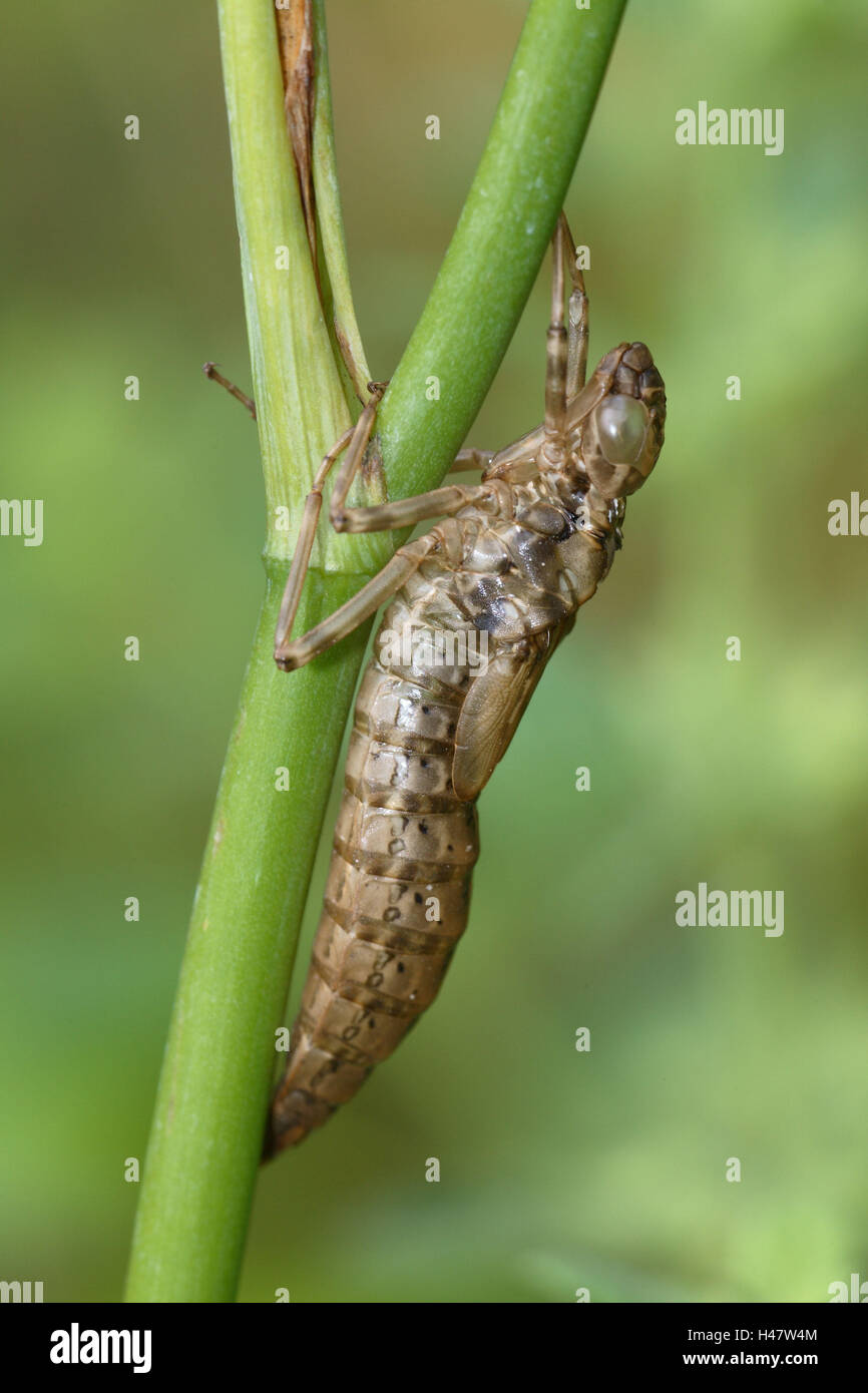 Dragonfly insect insects hi-res stock photography and images - Alamy