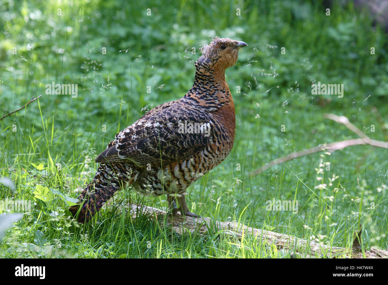 Hen grouse hi-res stock photography and images - Alamy