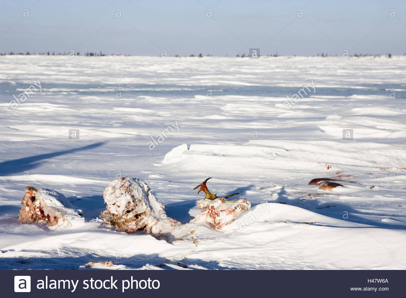 Snow With Cadaver High Resolution Stock Photography and Images - Alamy