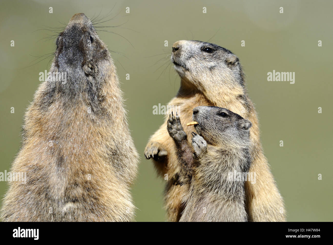 Marmoto marmota hi-res stock photography and images - Alamy
