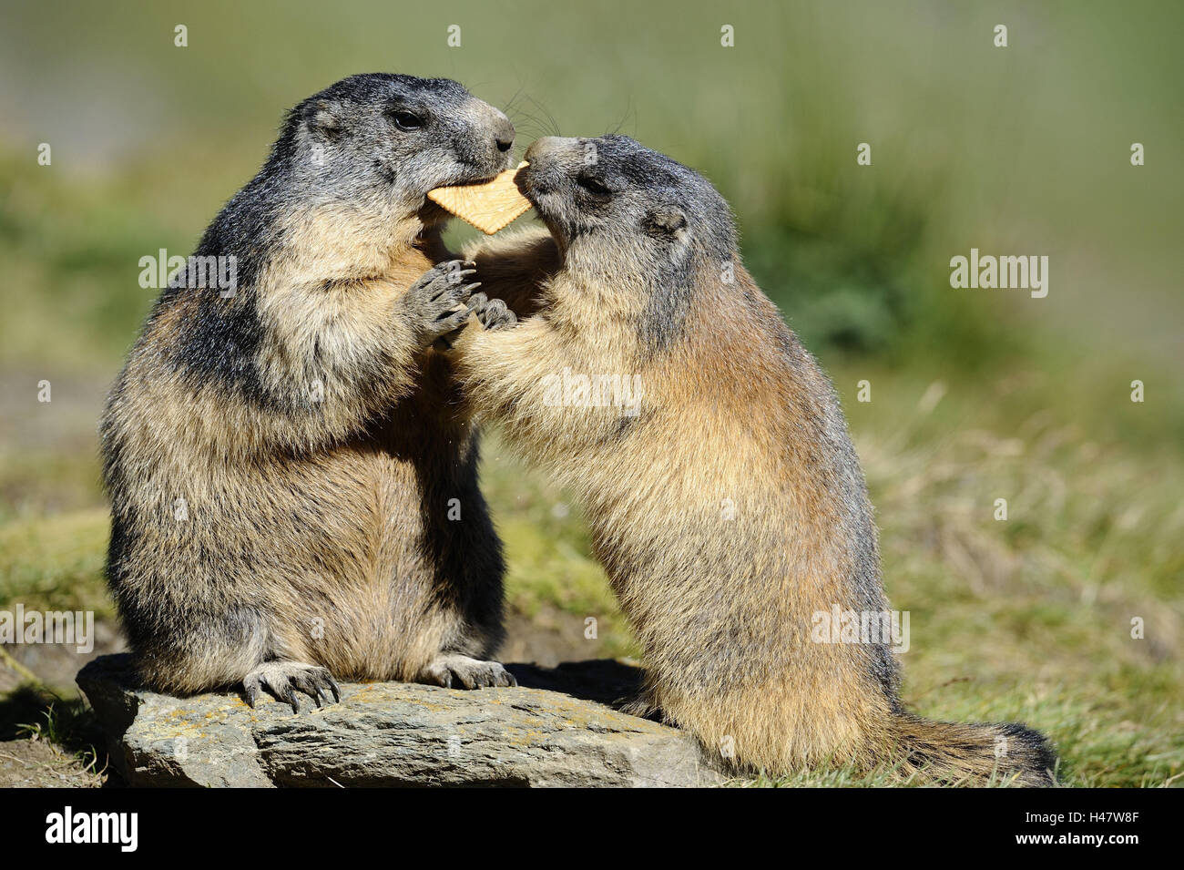 Alp groundhogs, Marmoto marmota, stand, eat two, biscuit, side view ...