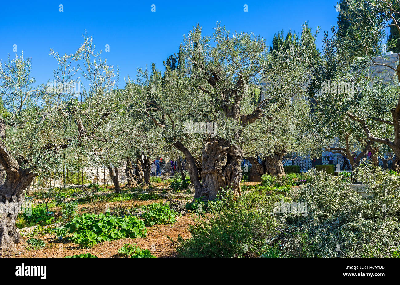 The Gethsemane Garden located is famous as the place, where Jesus ...
