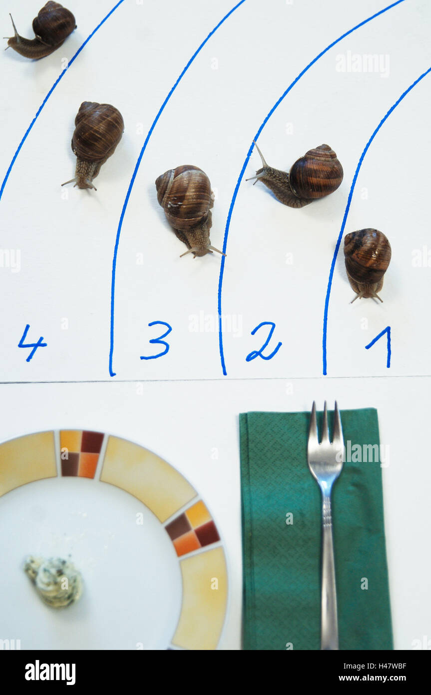 Escargot races, edible snails, plates, herb-flavoured butter, branch ...