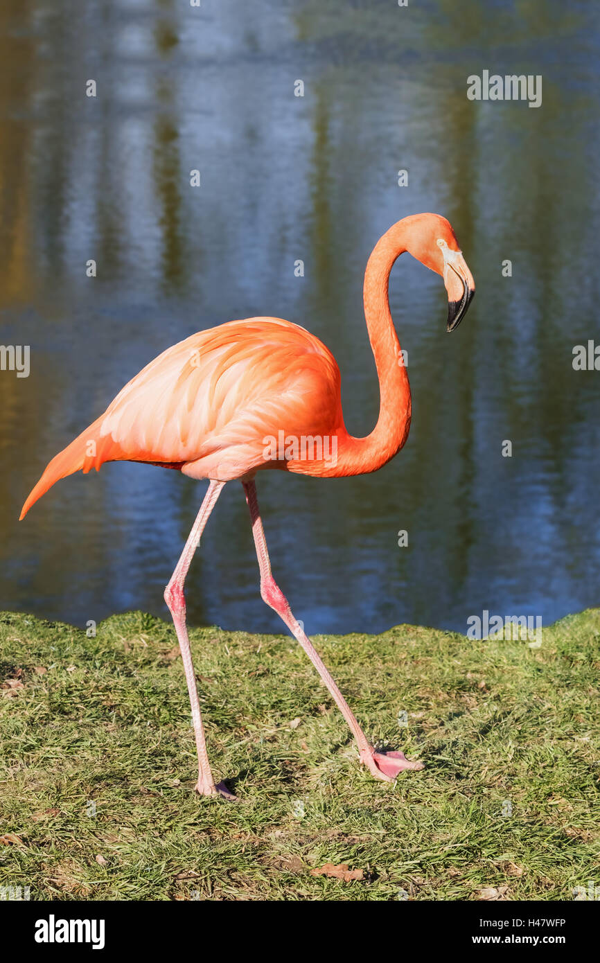 Flamingo feet hi-res stock photography and images - Alamy