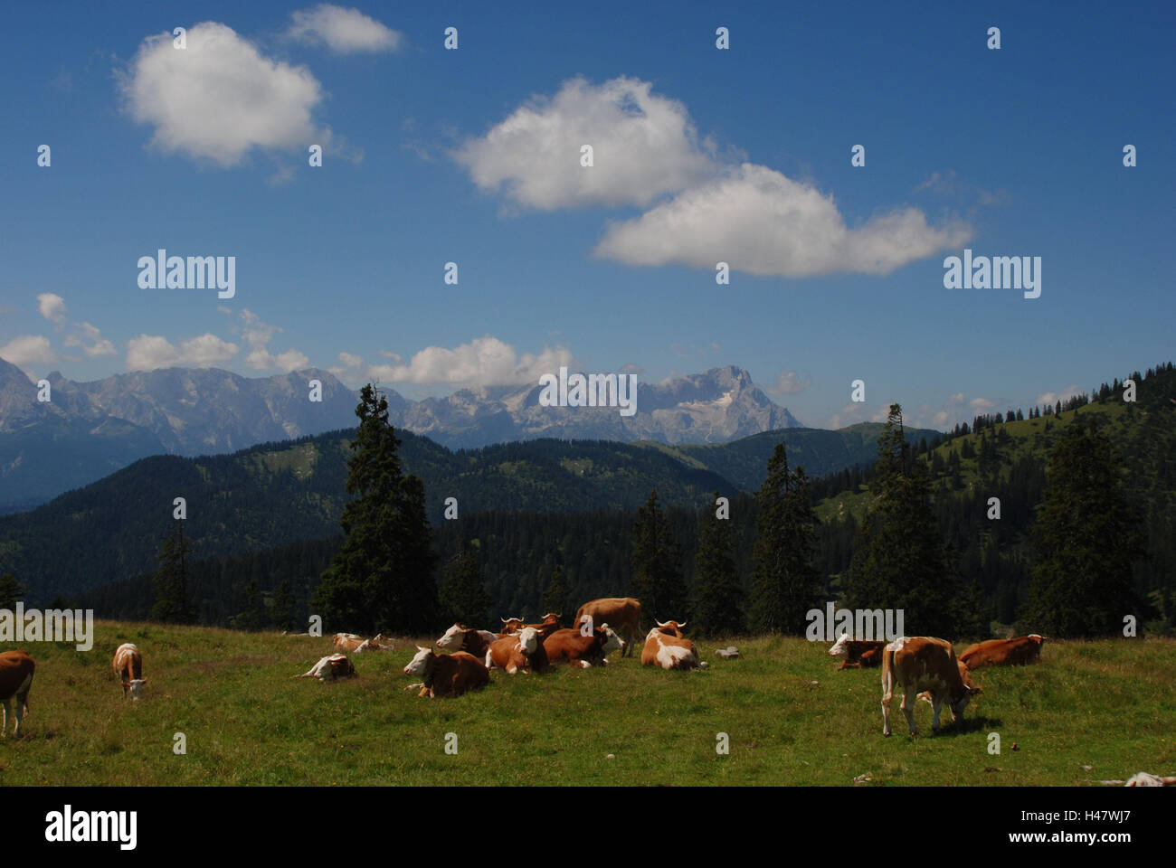 Germany, Upper Bavaria, mountain pasture, cows, Bavaria, Werdenfels ...
