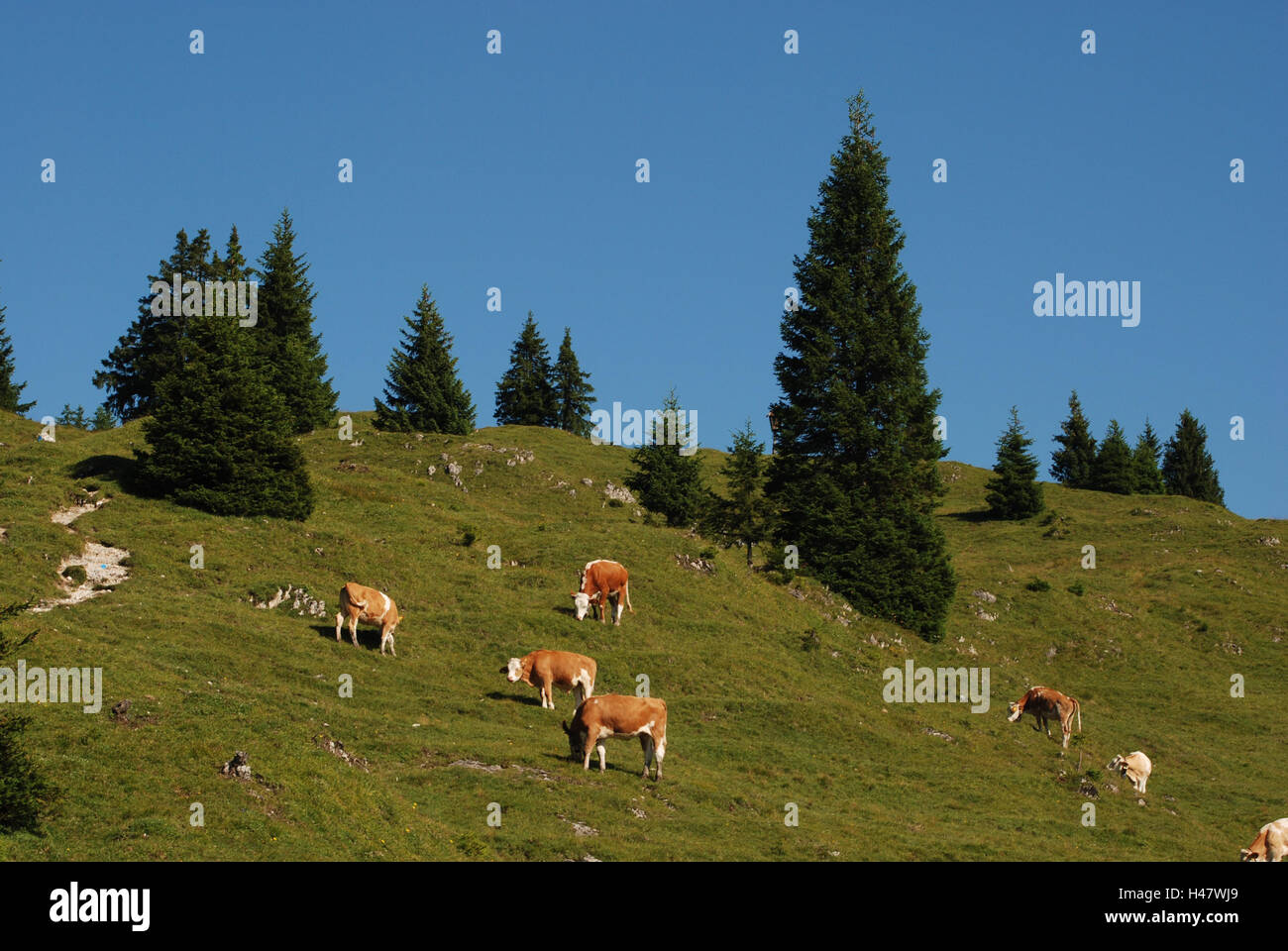 Germany, Upper Bavaria, mountain pasture, Bavaria, Werdenfels, Alpine ...