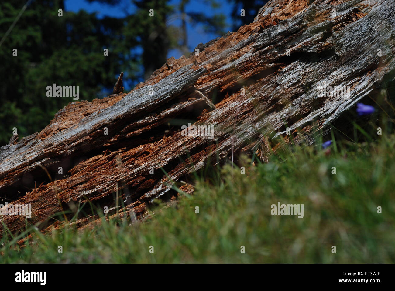 Rotten grass hi-res stock photography and images - Alamy