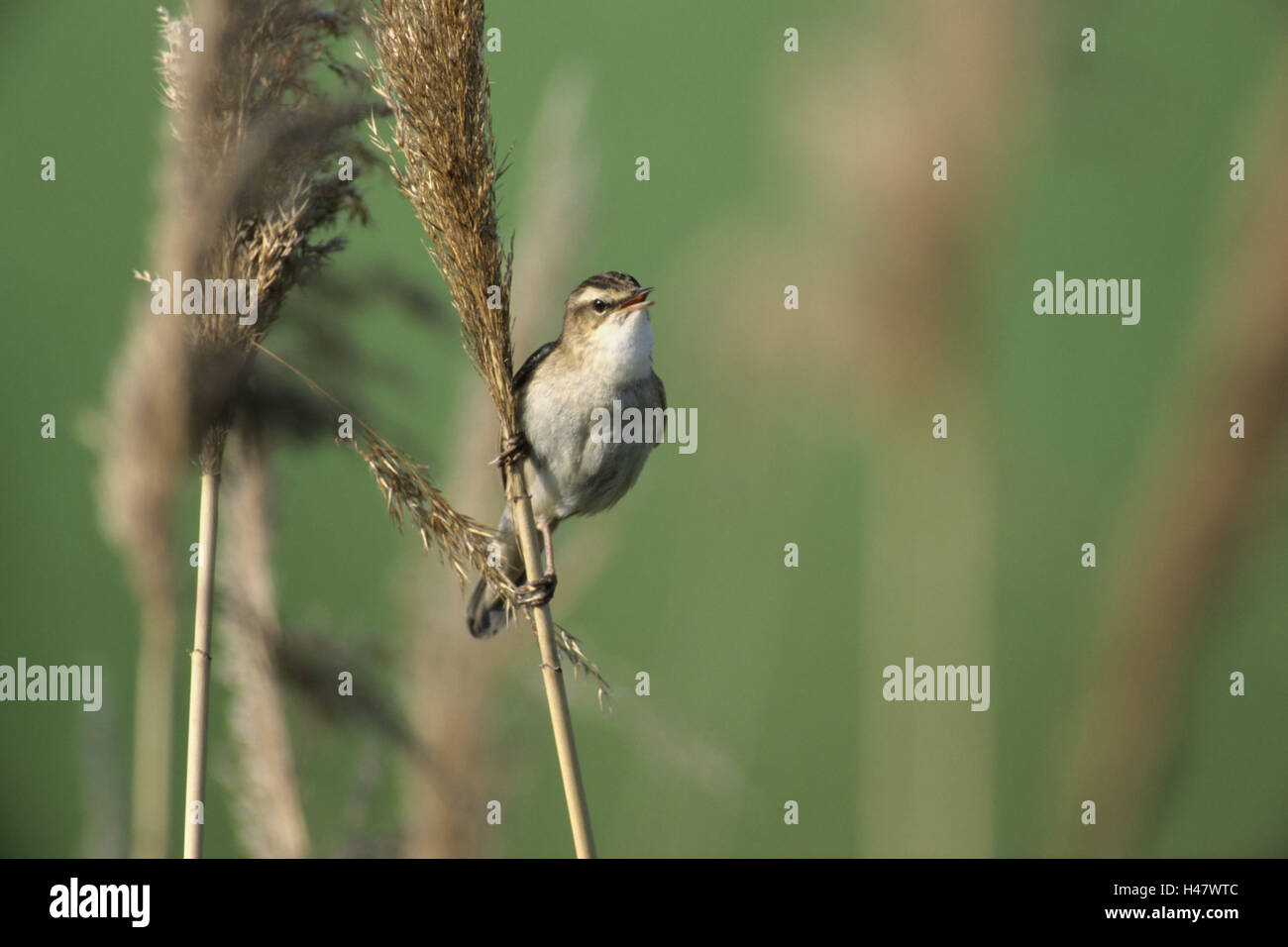 Reed singers hi-res stock photography and images - Alamy
