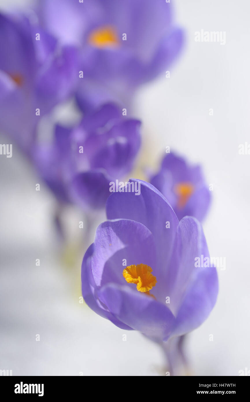 Crocuses, blossoms, spring, medium close-up, Crocus neapolitanus Stock ...