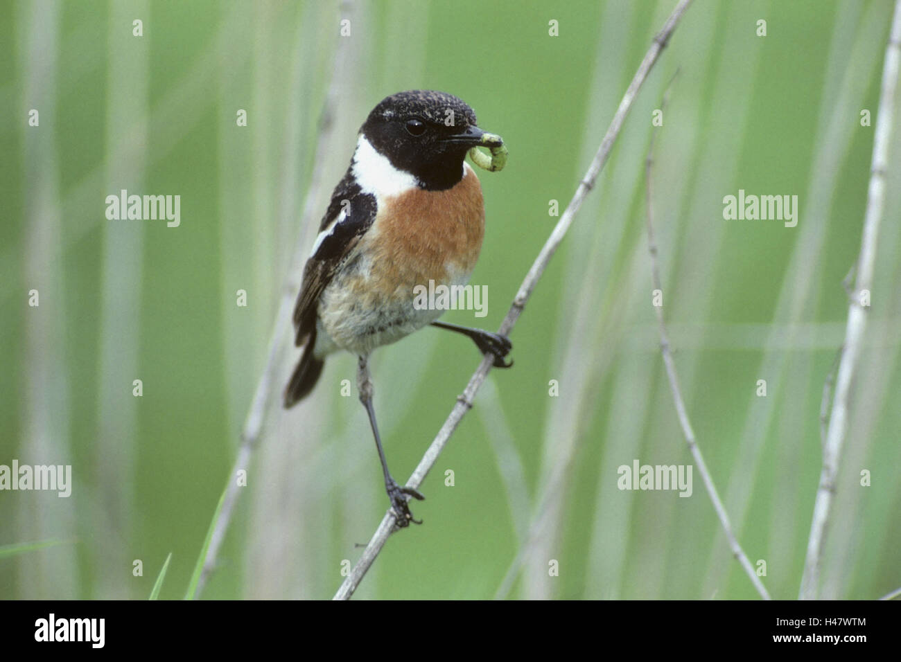 Robin caterpillar hi-res stock photography and images - Alamy