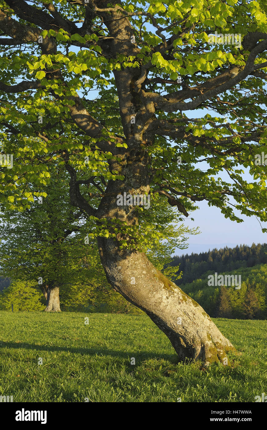Wind gnarled hi-res stock photography and images - Alamy