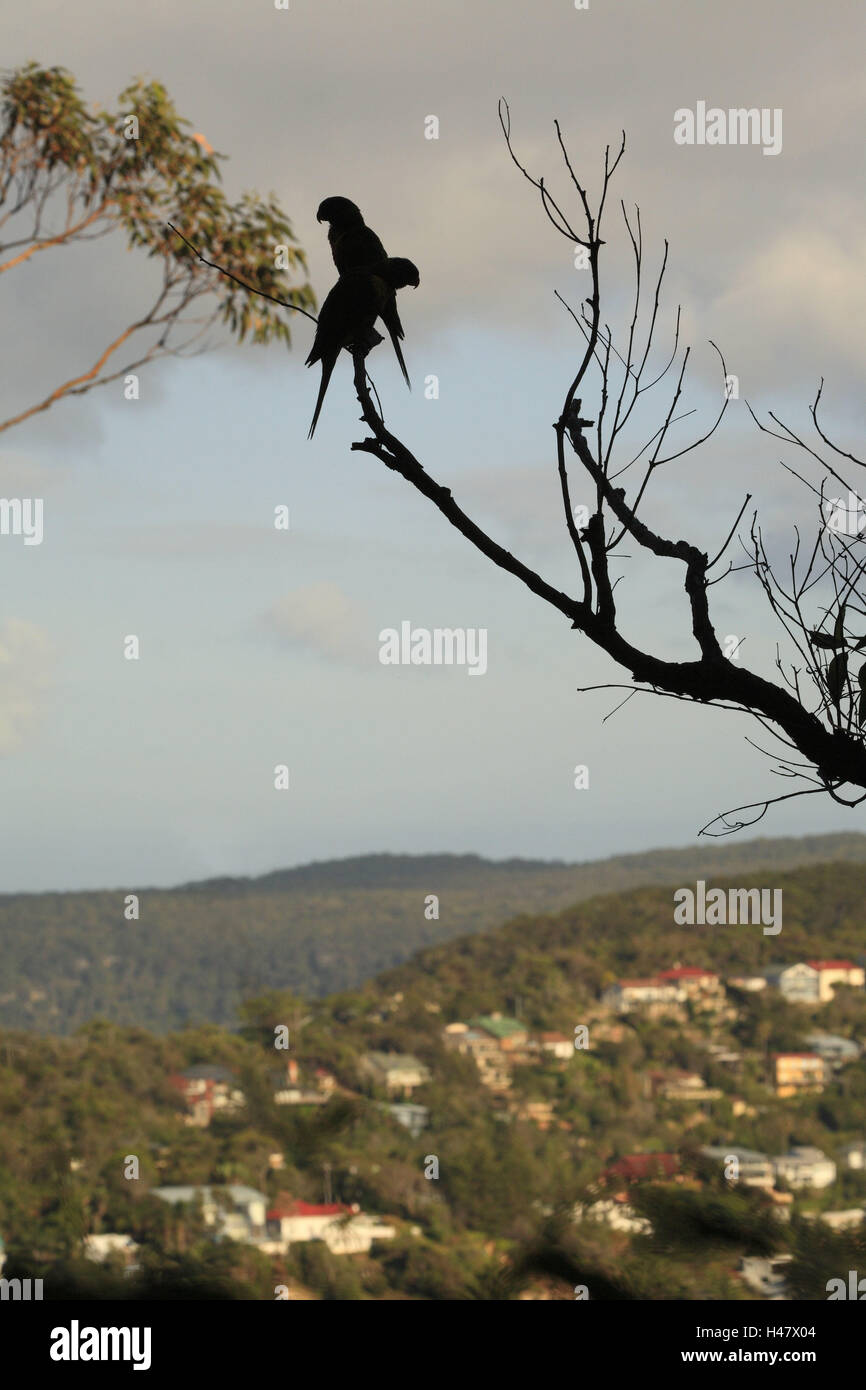 Australia, New South Wales, park, branch, silhouette, loris couple ...