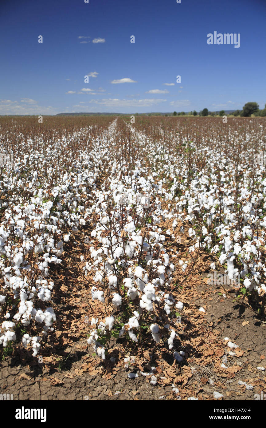 Australia, Queensland, Capricorn highway, field, cultivation, cotton ...