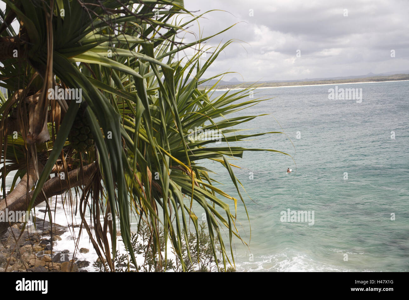 Australia, Queensland, Noosa, Tea Tree Bay, screwing tree, Pandanus ...