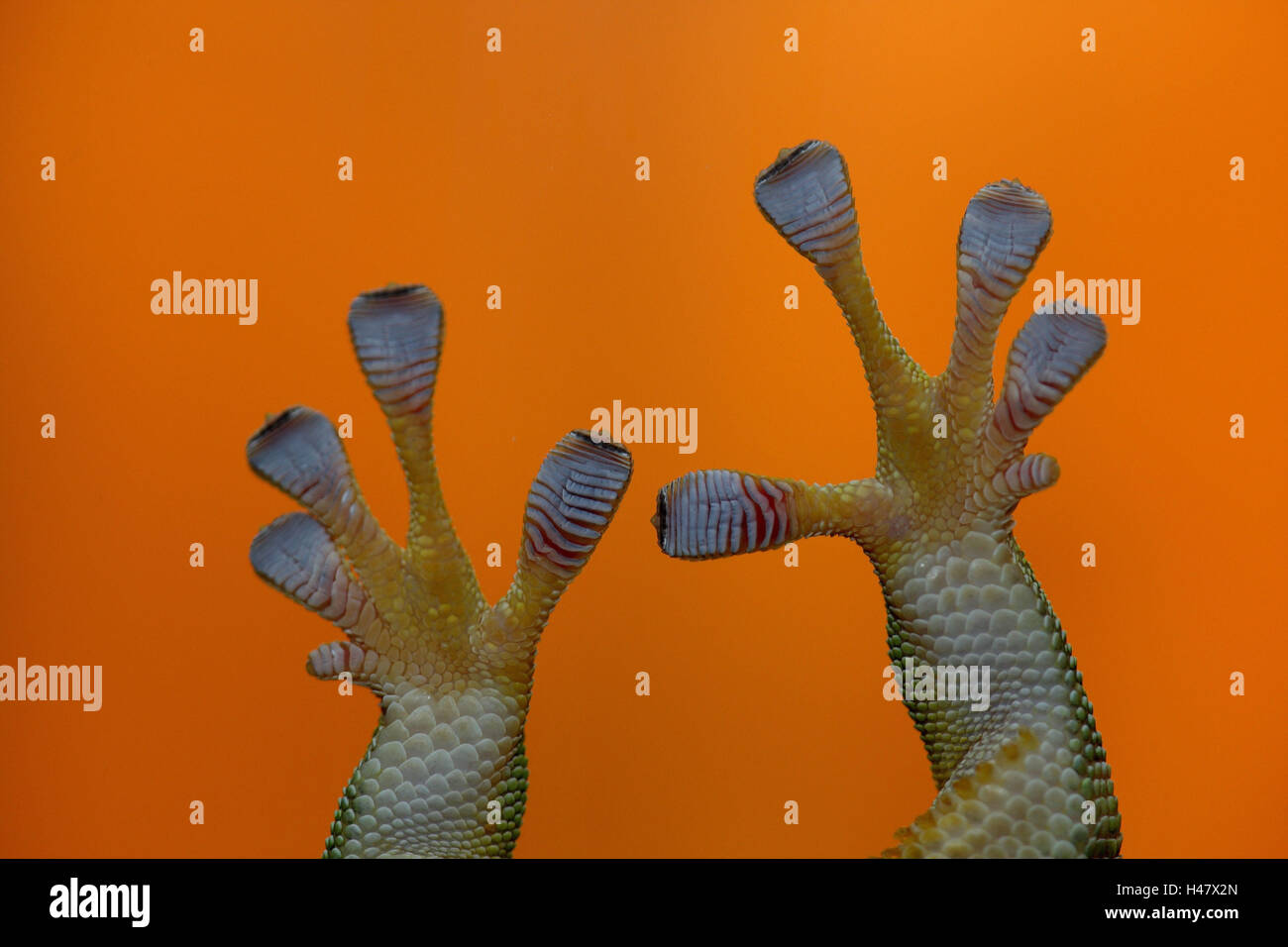 Gecko feet hi-res stock photography and images - Alamy