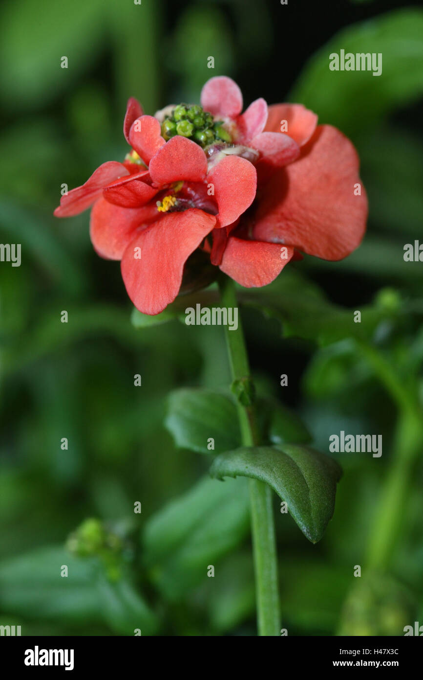 Calcar hi-res stock photography and images - Alamy