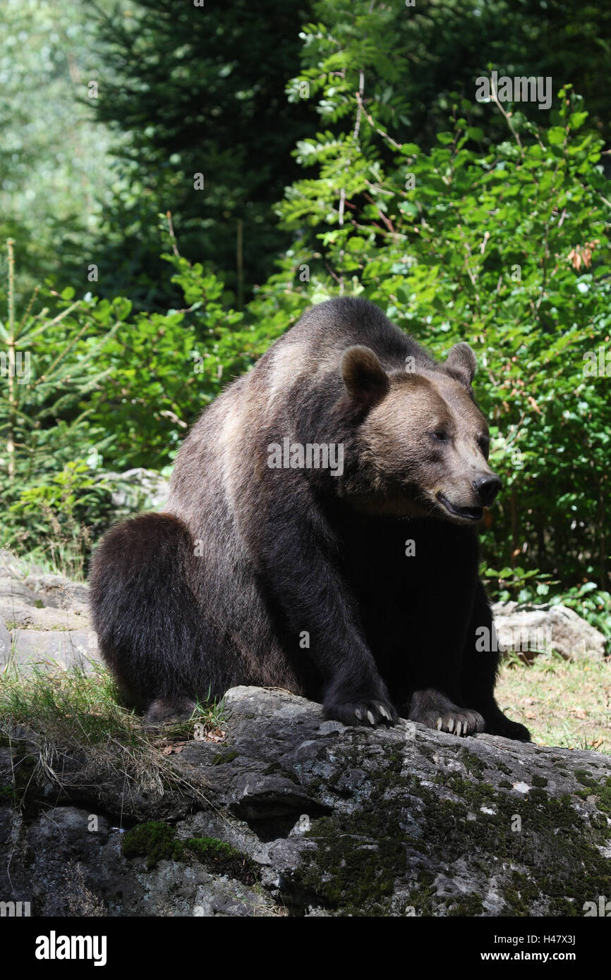 Bear and rock hi-res stock photography and images - Alamy