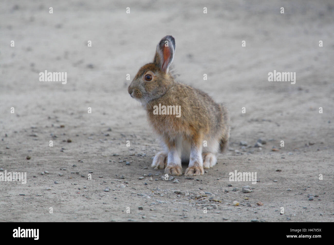 Snowshoe hare, autumn Stock Photo - Alamy