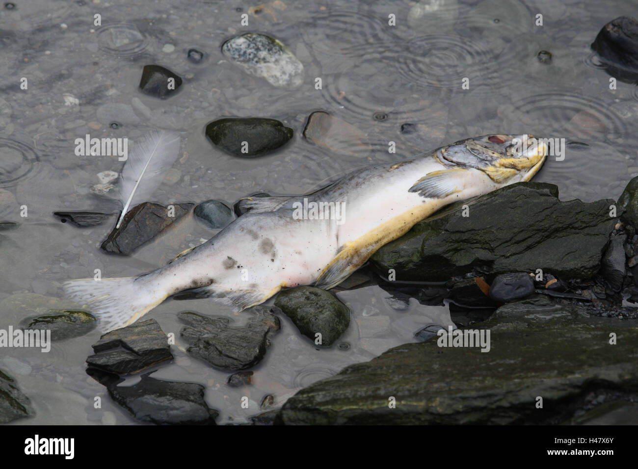 Salmon, deadly, riverside, spawning season Stock Photo - Alamy