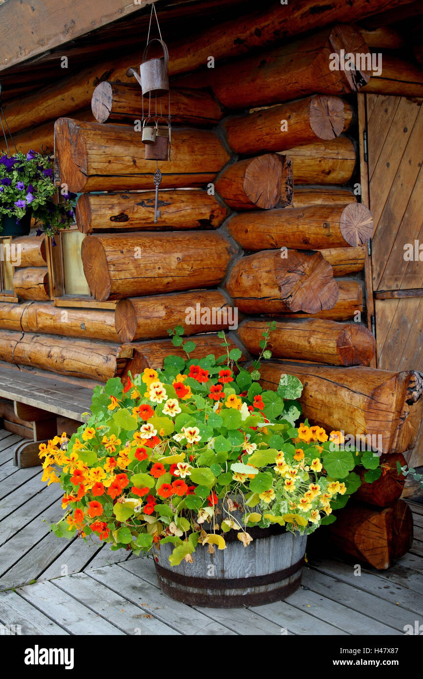 Log cabin, outside, detail, flowers, the USA, Alaska Stock Photo - Alamy