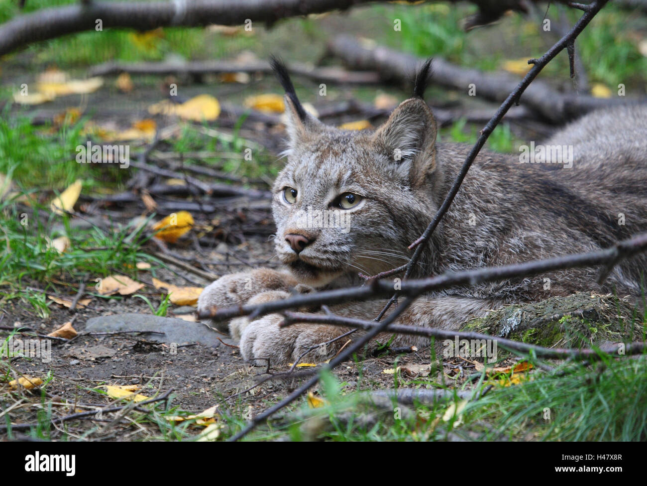 Felis Lynx Canadensis High Resolution Stock Photography and Images - Alamy