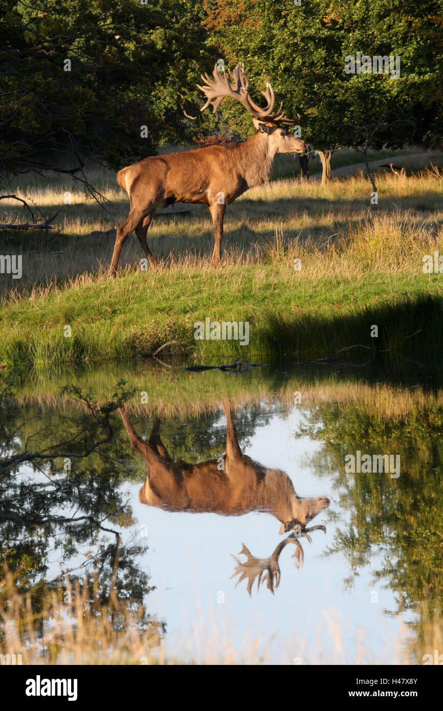 Deer water hi-res stock photography and images - Alamy