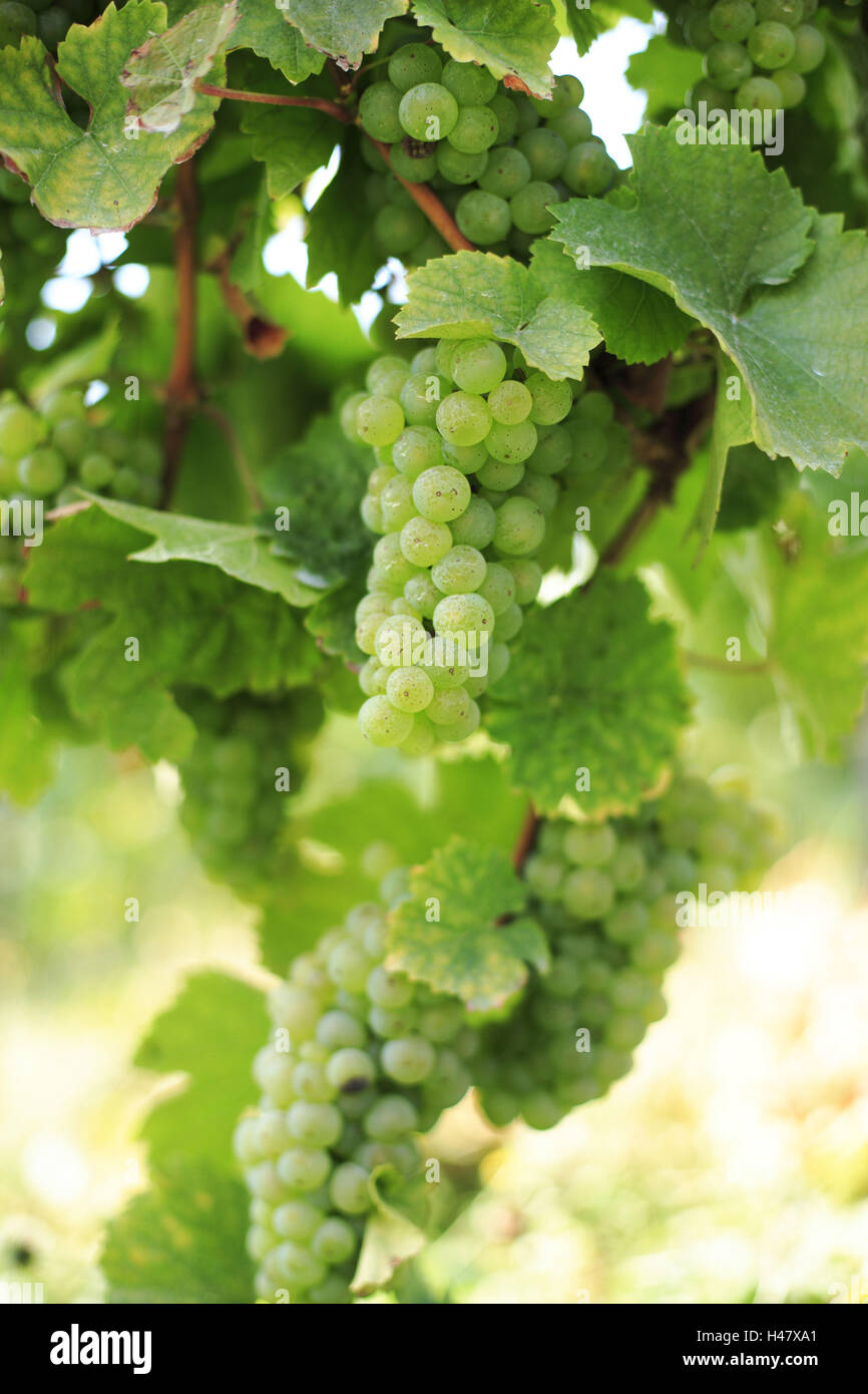 Riesling grapes hi-res stock photography and images - Alamy